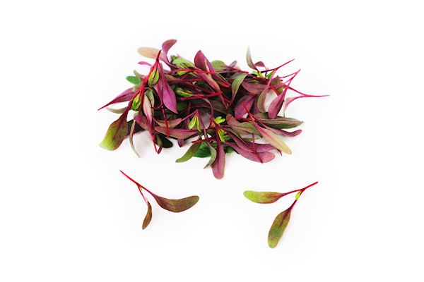 Micro Leaves Bulls blood, Betterave rouge 30g