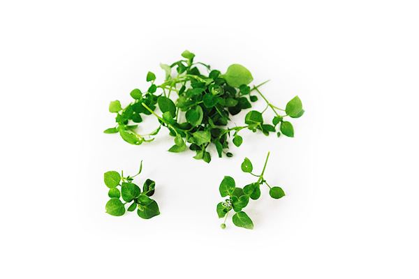 Micro Leaves Mouron des oiseaux 30g