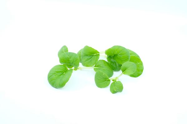 Micro Leaves Mini Pak Choi (24 pièces)